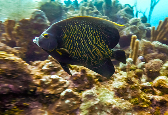 Developing an Awesome Angelfish in Camera Raw, a deke.com article