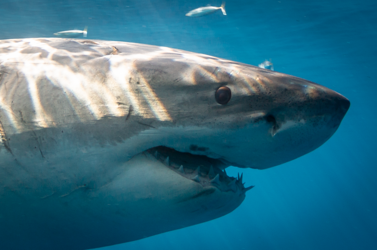 We Dove With Great White Sharks, a deke.com article